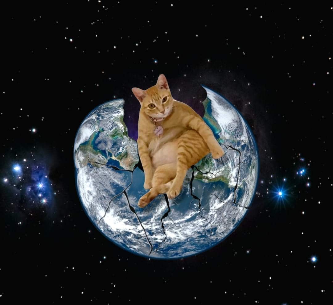 Giải mã Trend-Z: Mèo Mỹ Diệu là gì mà thấy hoài? | TECHIE.VN